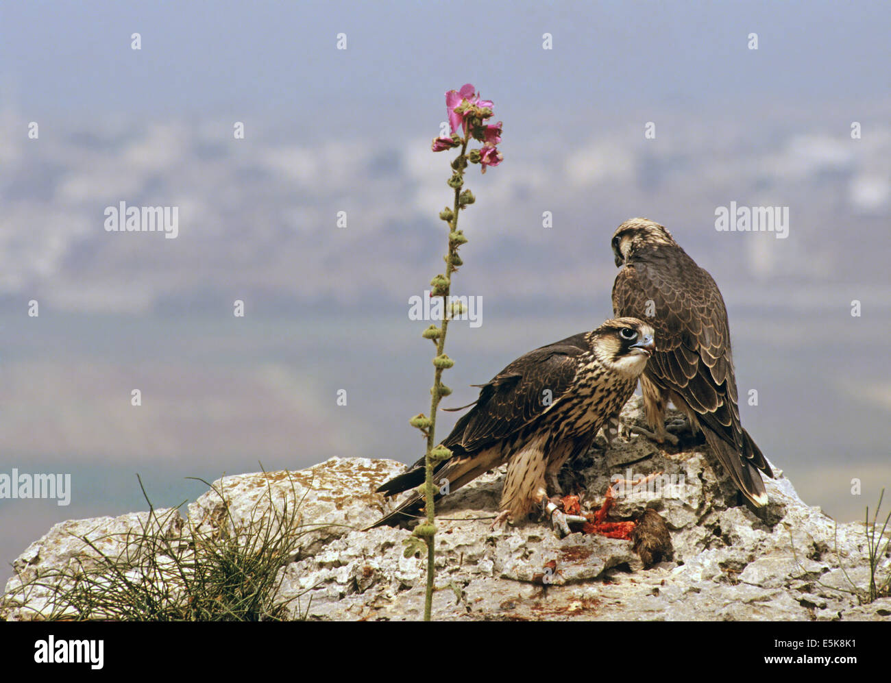 Lanner falcon (Falco biarmicus) This bird of prey breeds throughout ...
