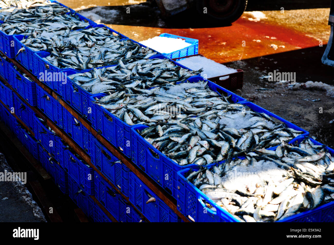 Very Busy Fishing Port,Atlantic Coast,some 250 Species,Fish Caught ...