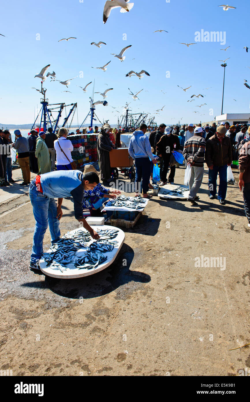 Very Busy Fishing Port,Atlantic Coast,some 250 Species,Fish Caught ...