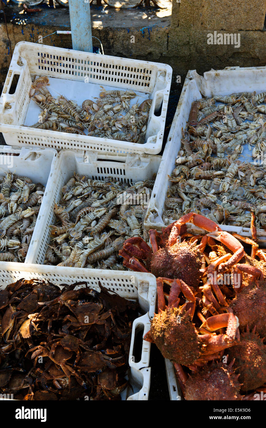 Very Busy Fishing Port,Atlantic Coast,some 250 Species,Fish Caught ...