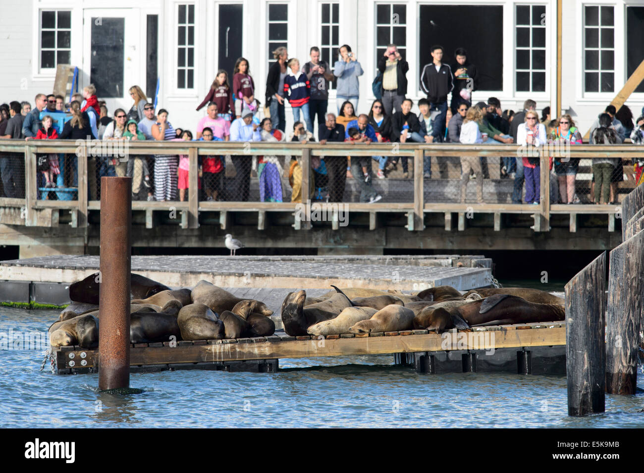 Whale Watching San Francisco