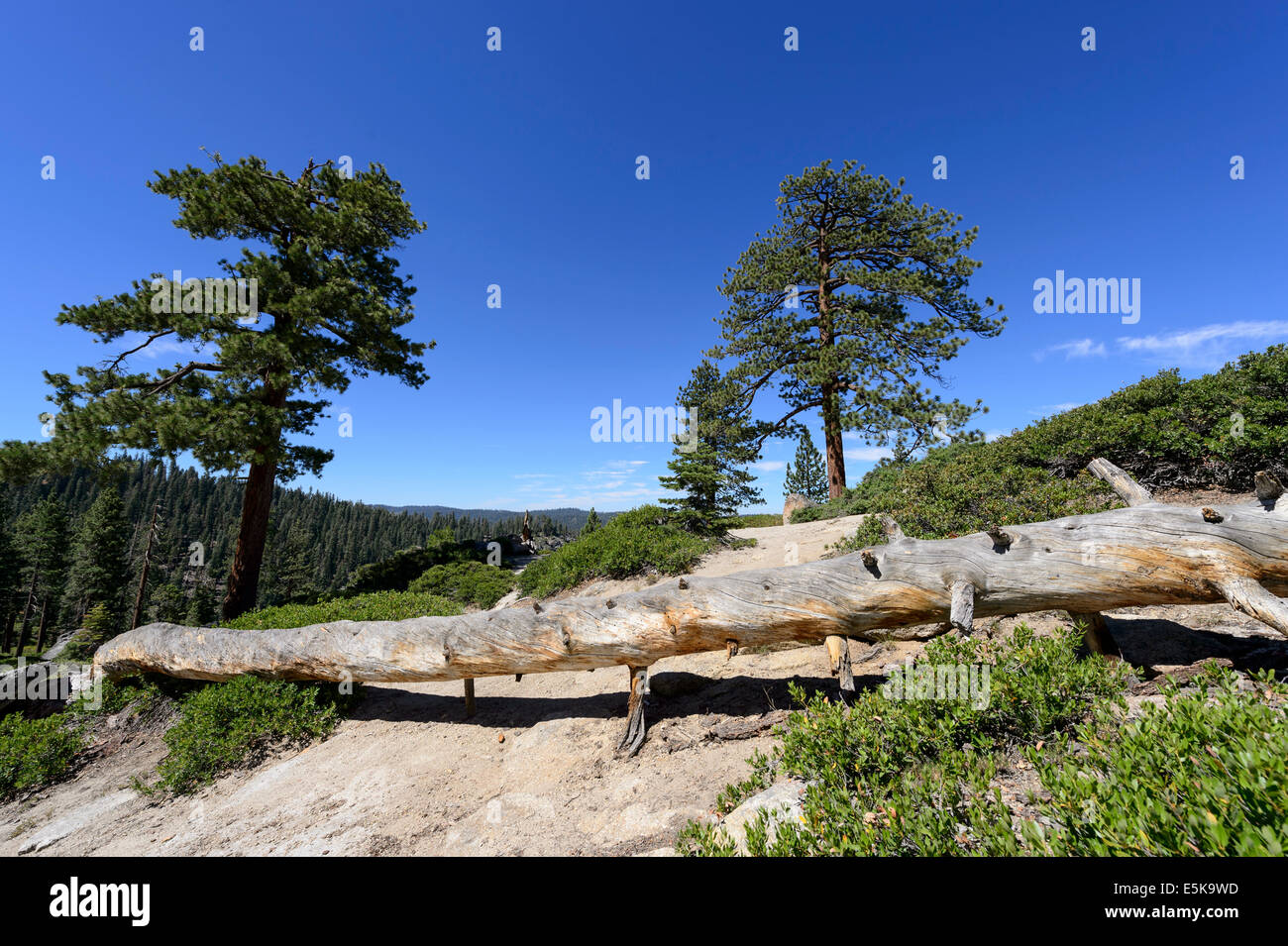 Fallen tree on Taft Point - Yosemite NP Stock Photo - Alamy