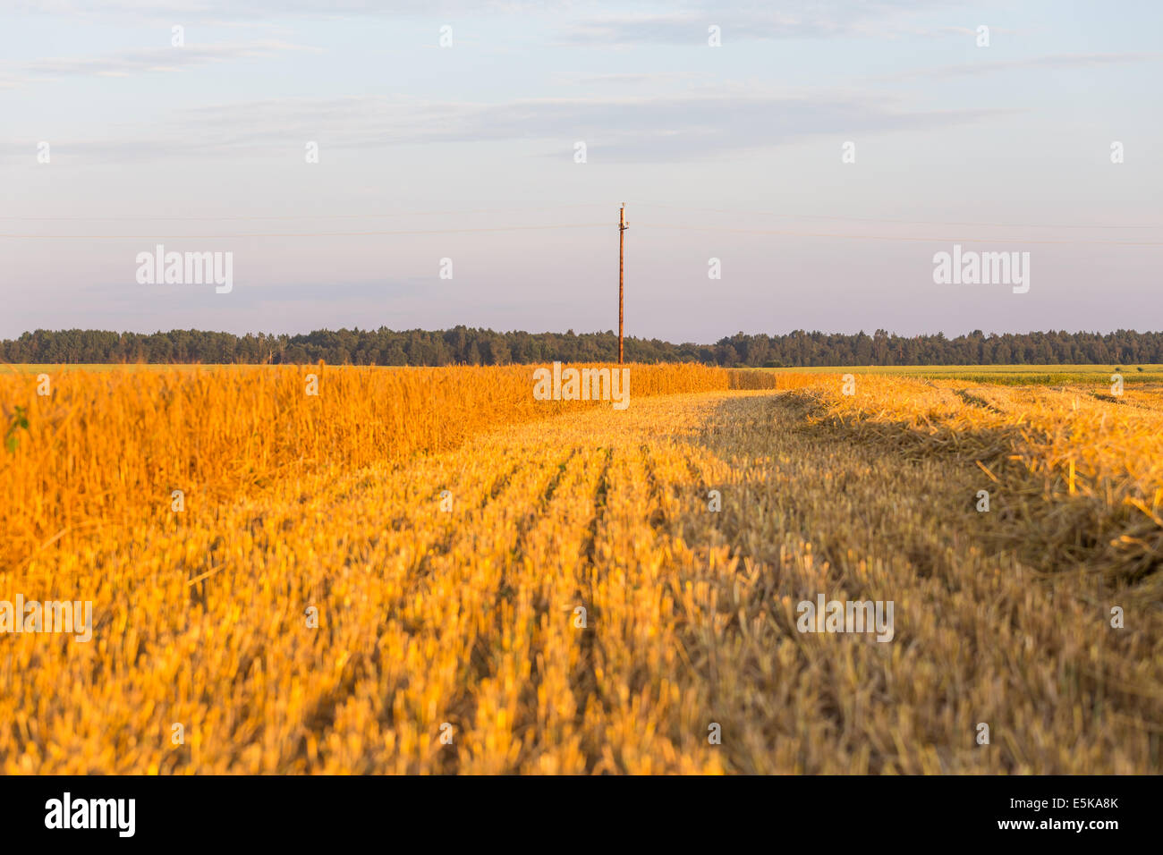 Summer landscape with farm fields during sunset Stock Photo - Alamy