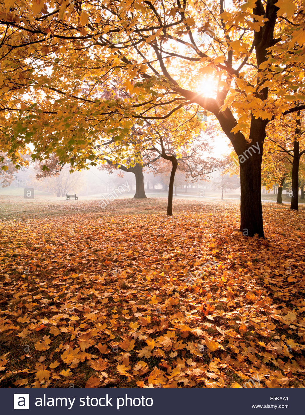 Maple Tree Canada Stock Photos & Maple Tree Canada Stock Images - Alamy