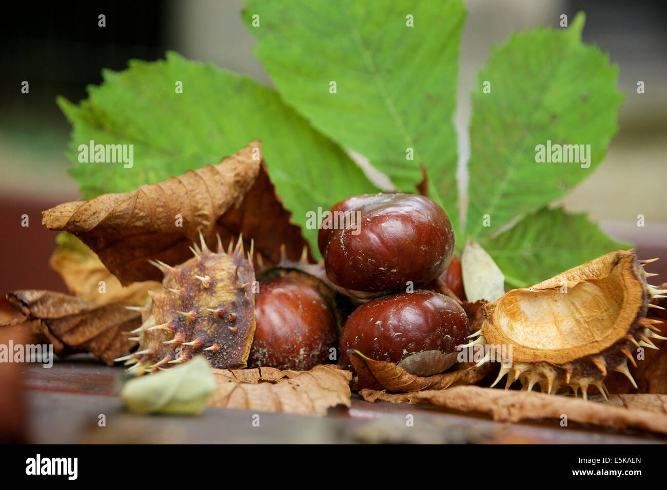 Chestnut thorn fruit hi-res stock photography and images - Alamy