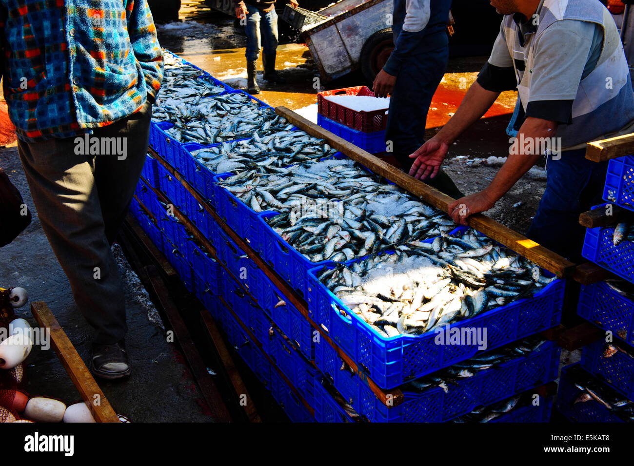 Very Busy Fishing Port,Atlantic Coast,some 250 Species,Fish Caught ...