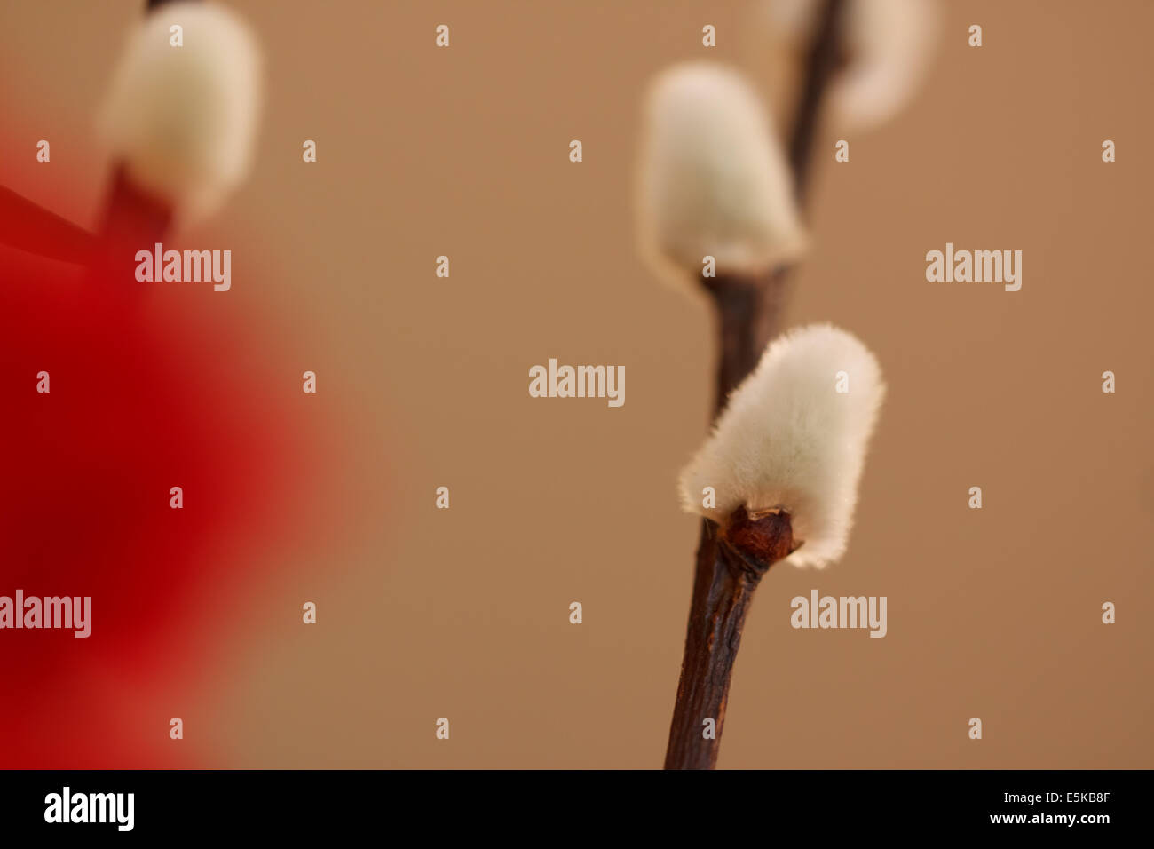 pollen of flower Stock Photo - Alamy
