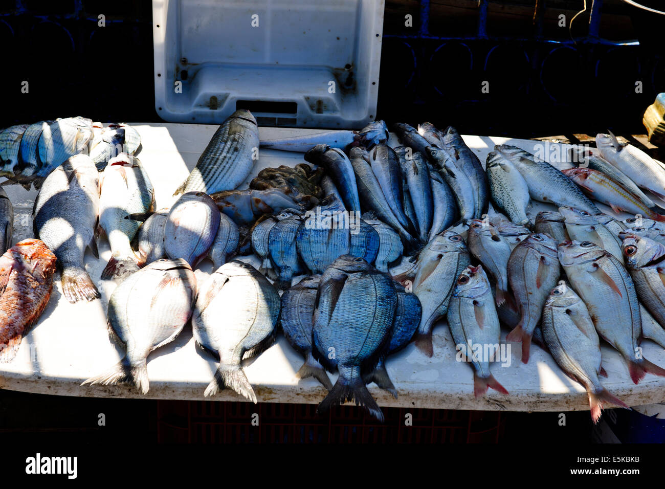 Very Busy Fishing Port,Atlantic Coast,some 250 Species,Fish Caught ...
