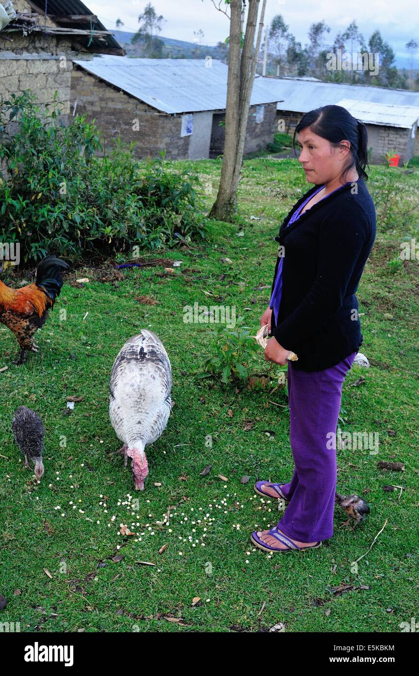 Peacock eating corn kernels in Cruzpata - CHACHAPOYAS . Department of ...