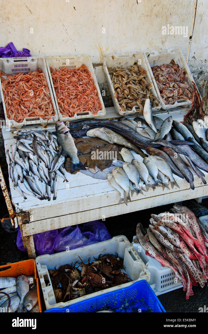Very Busy Fishing Port,Atlantic Coast,some 250 Species,Fish Caught ...