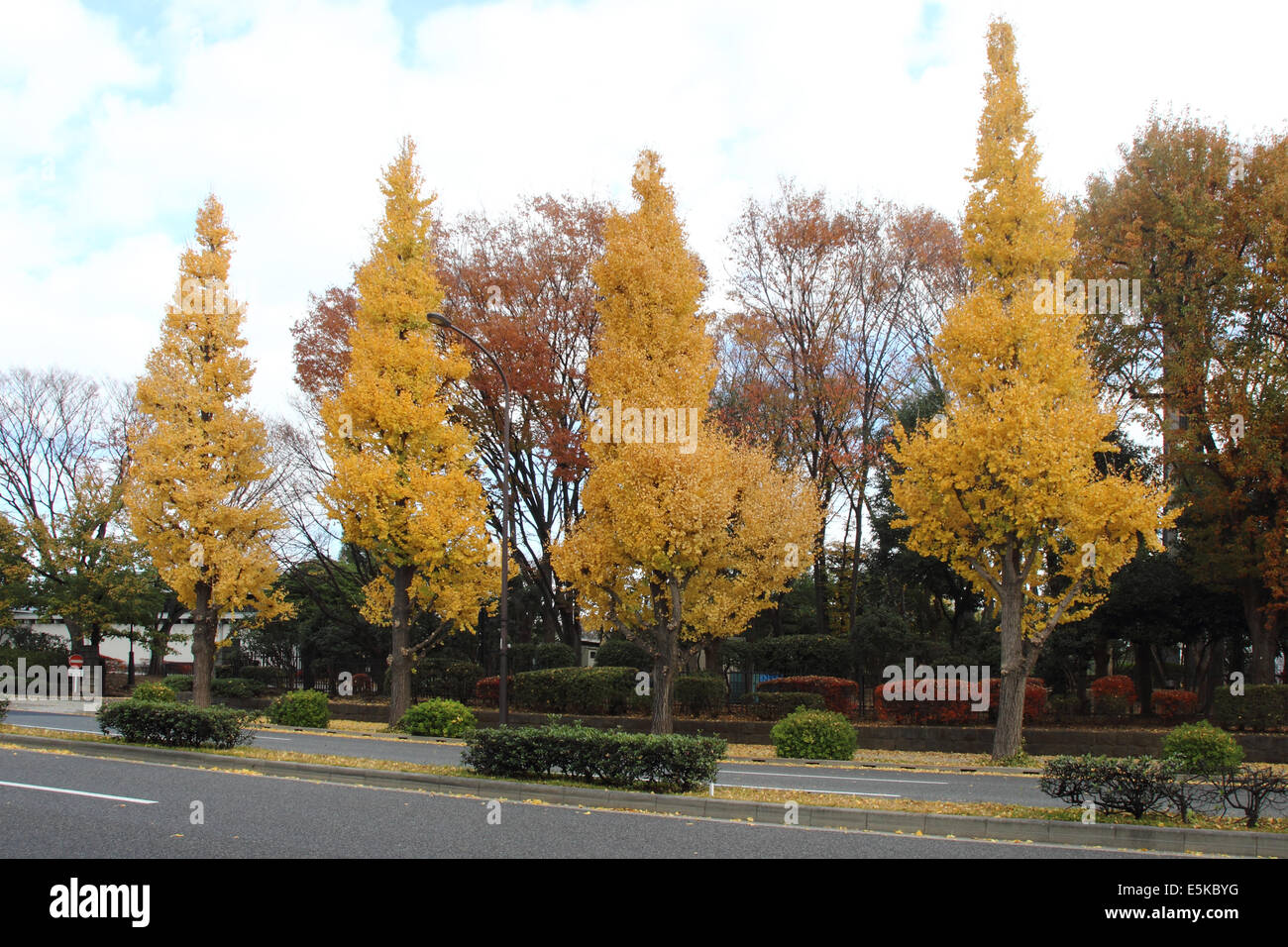 Ginkgo trees in autumn at Tokyo, Japan Stock Photo - Alamy