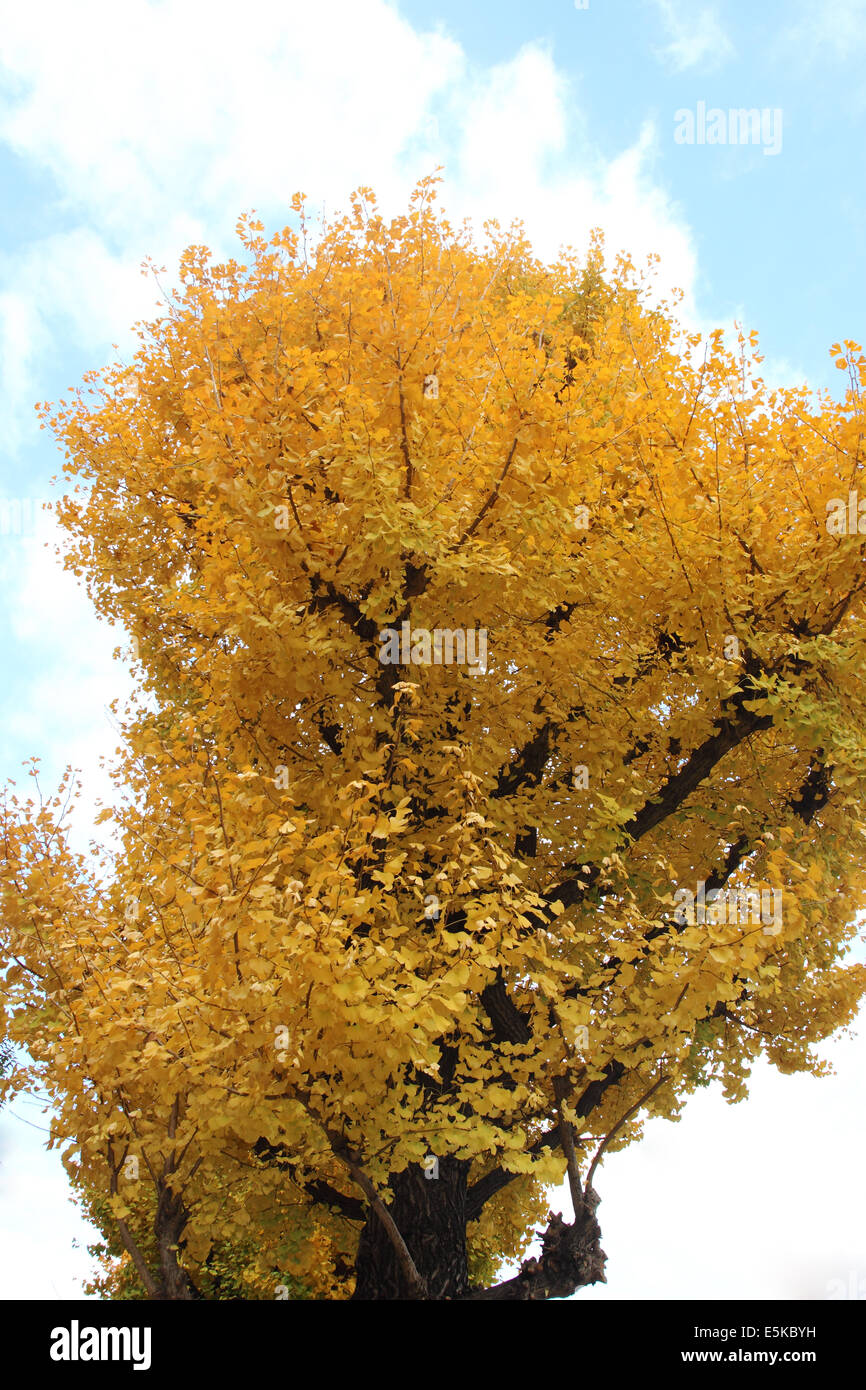 Ginkgo trees hi-res stock photography and images - Alamy