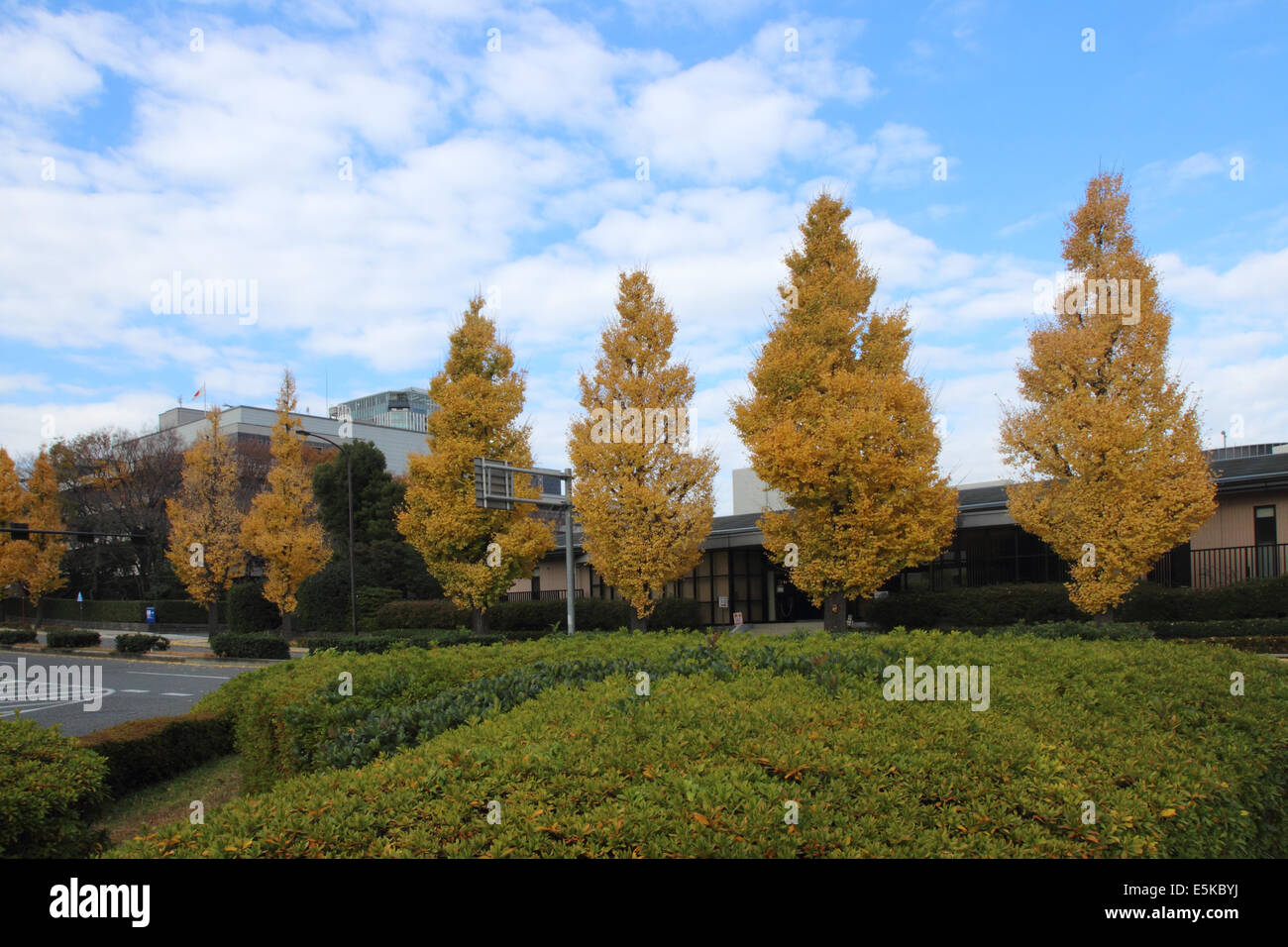 Ginkgo trees in autumn at Tokyo, Japan Stock Photo - Alamy