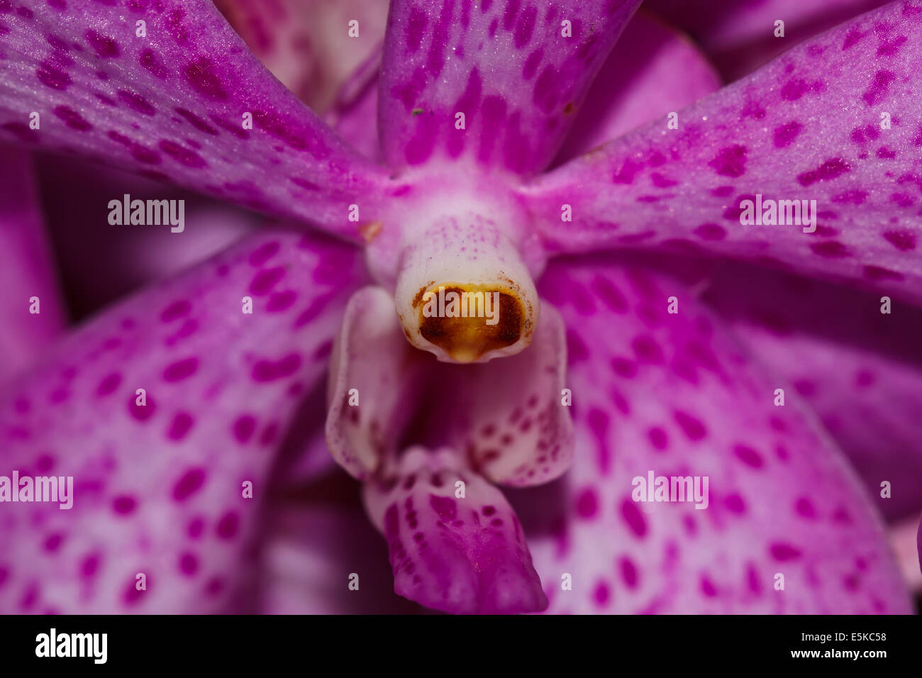 pollen of orchid Stock Photo - Alamy