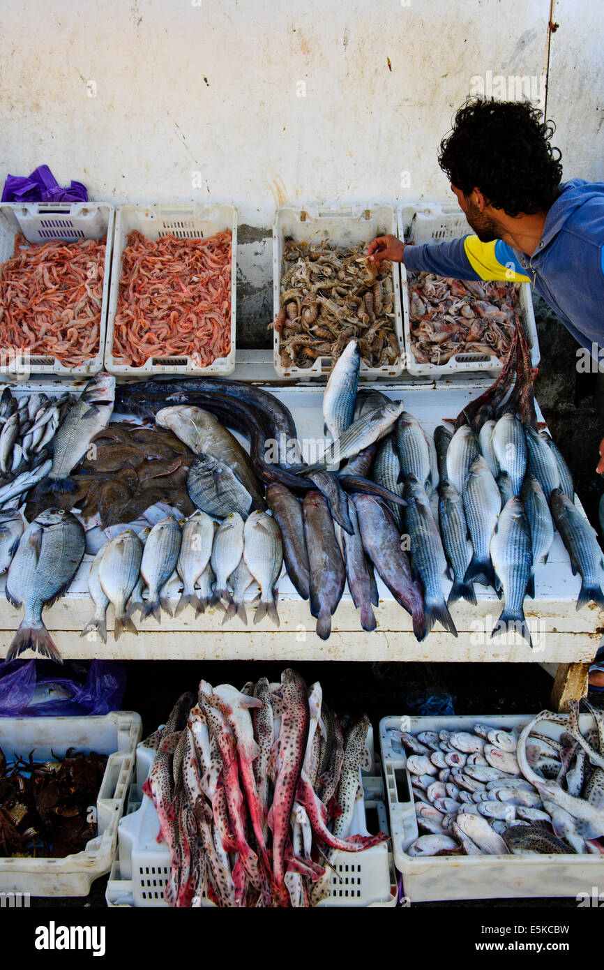 Very Busy Fishing Port,Atlantic Coast,some 250 Species,Fish Caught ...