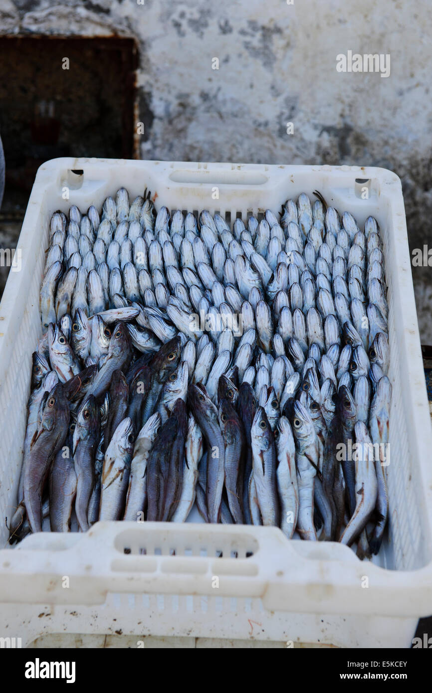 Very Busy Fishing Port,Atlantic Coast,some 250 Species,Fish Caught ...