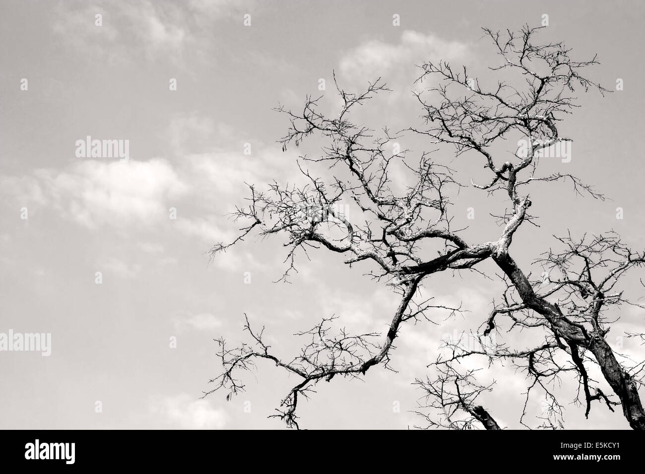 Gnarled tree branch hi-res stock photography and images - Alamy