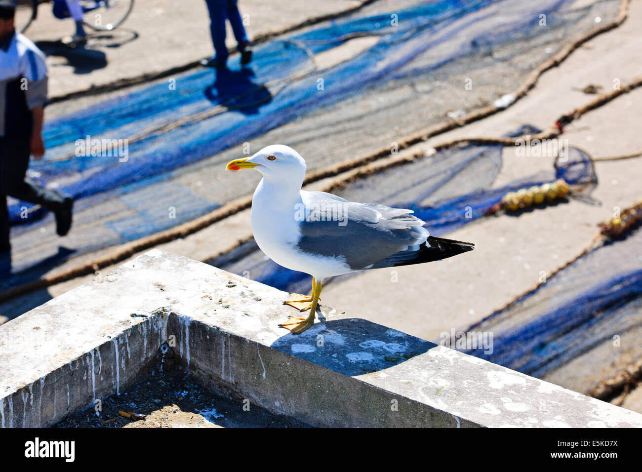 Very Busy Fishing Port,Atlantic Coast,some 250 Species,Fish Caught ...
