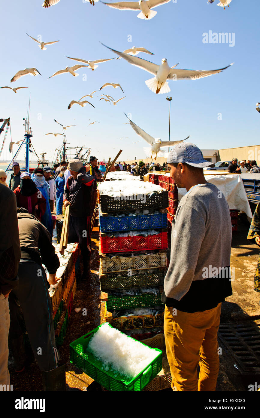 Very Busy Fishing Port,Atlantic Coast,some 250 Species,Fish Caught ...