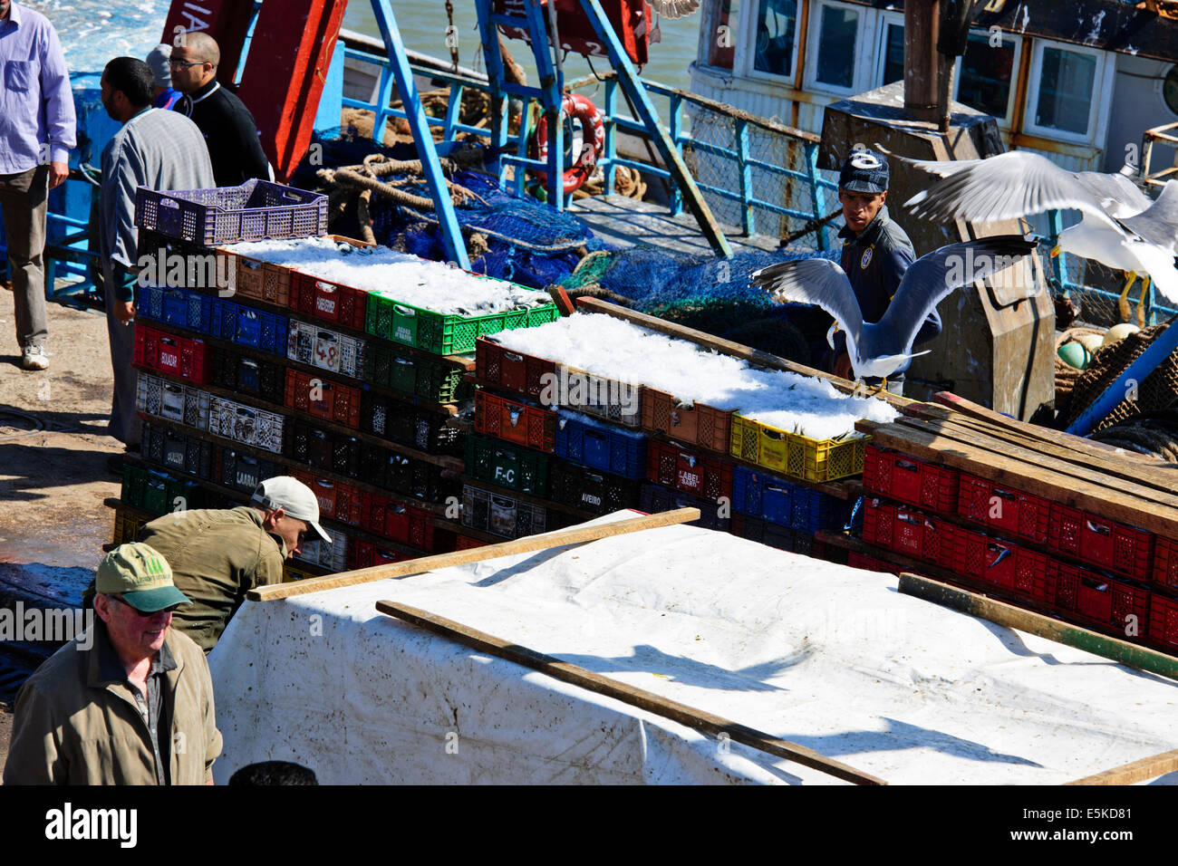 Very Busy Fishing Port,Atlantic Coast,some 250 Species,Fish Caught ...