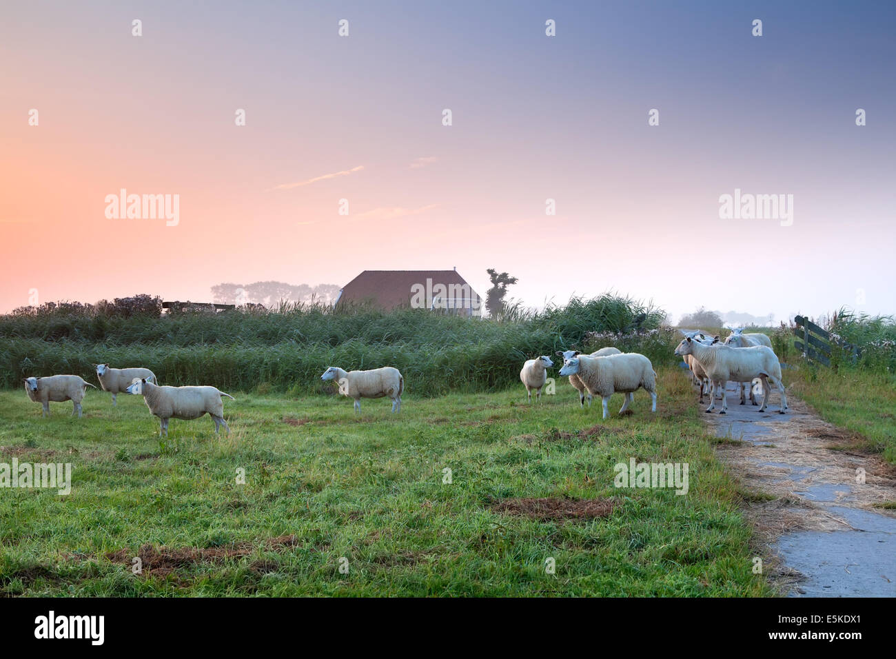 Sheep farmhouse hi-res stock photography and images - Alamy