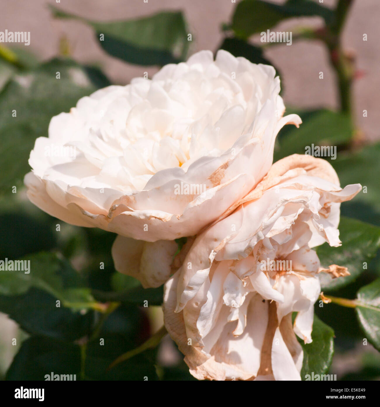English shrub rose hi-res stock photography and images - Alamy