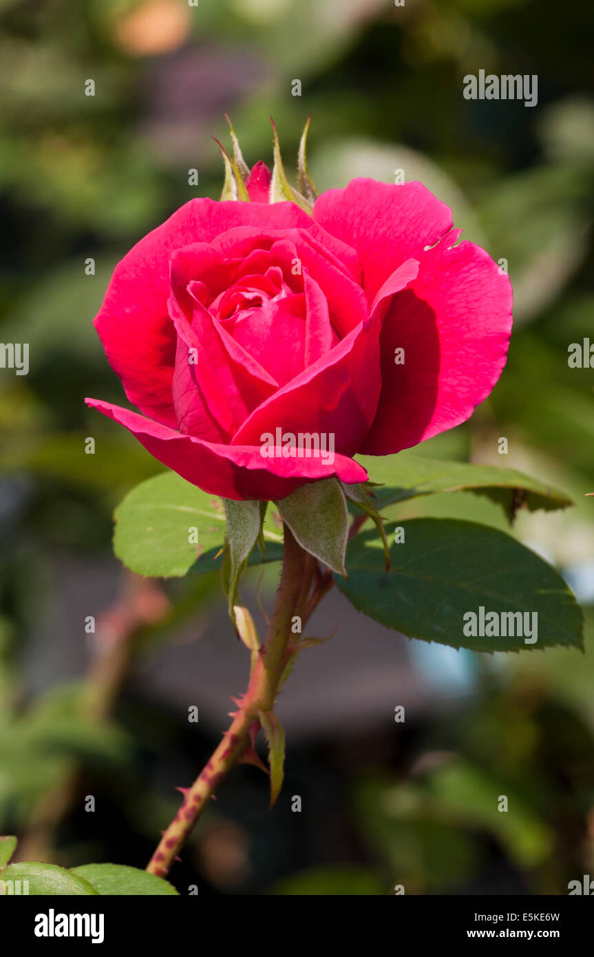 Red English Shrub Rose "Tess Of The D'urbervilles Stock Photo - Alamy
