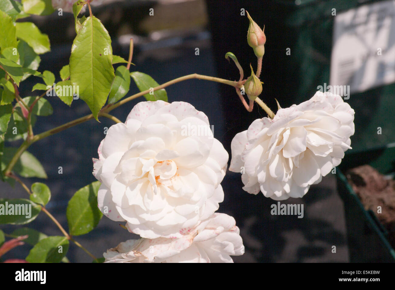 White Bush Rose "Iceberg Stock Photo - Alamy
