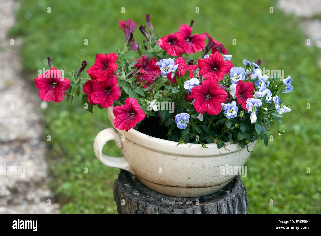 Red petunia in a pot Stock Photo - Alamy