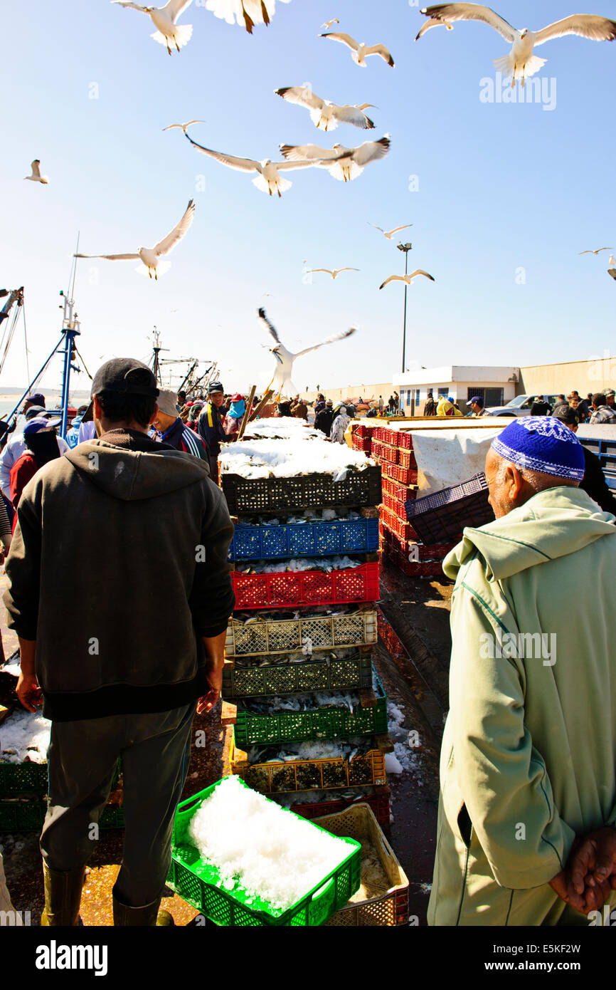 Very Busy Fishing Port,Atlantic Coast,some 250 Species,Fish Caught ...