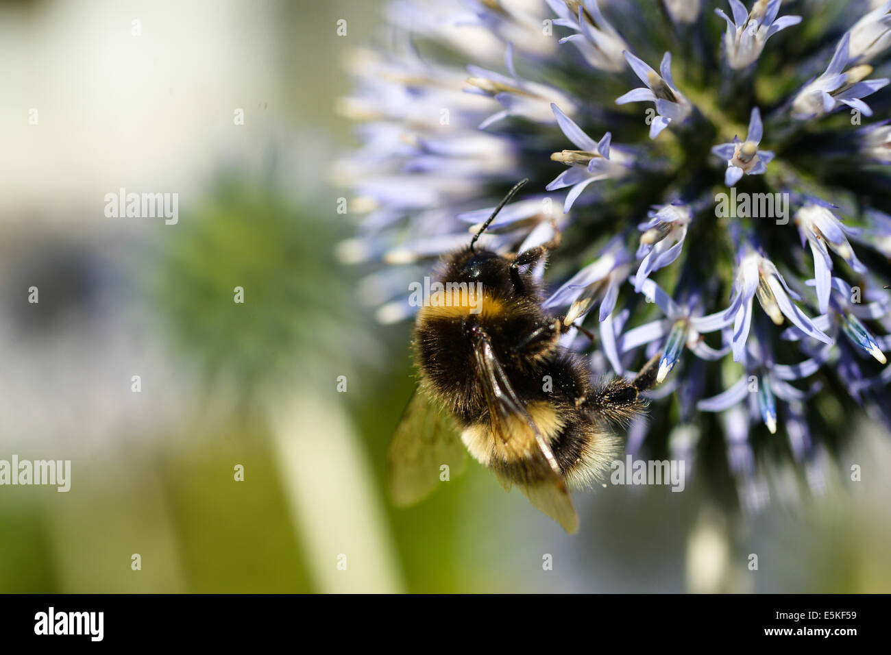 A bee polinating an allium flower in a British garden Stock Photo - Alamy