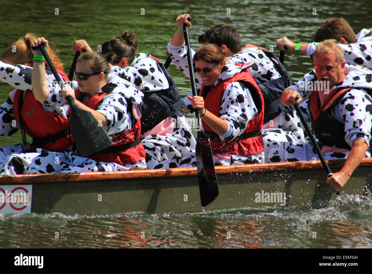 Dragon boat crew dressed as cows Stock Photo - Alamy