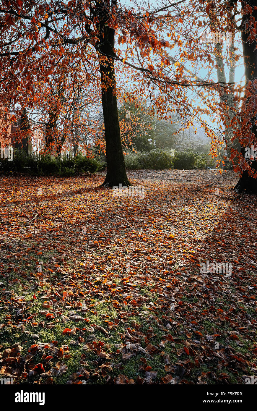 Long Autumn shadows on the Leaf covered grass Stock Photo - Alamy