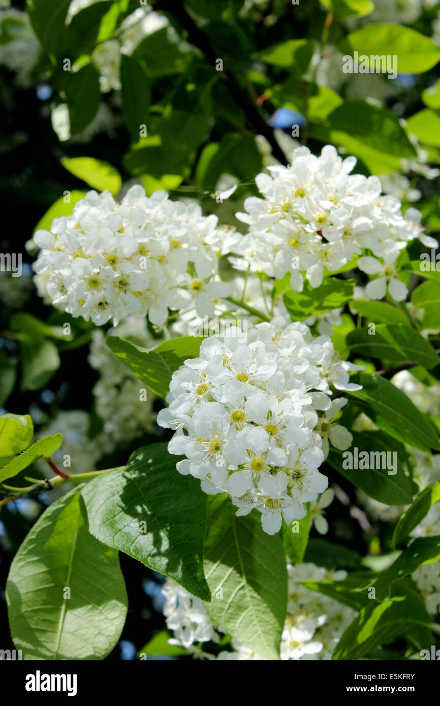 big branches of bird cherry tree on thebig bush Stock Photo - Alamy