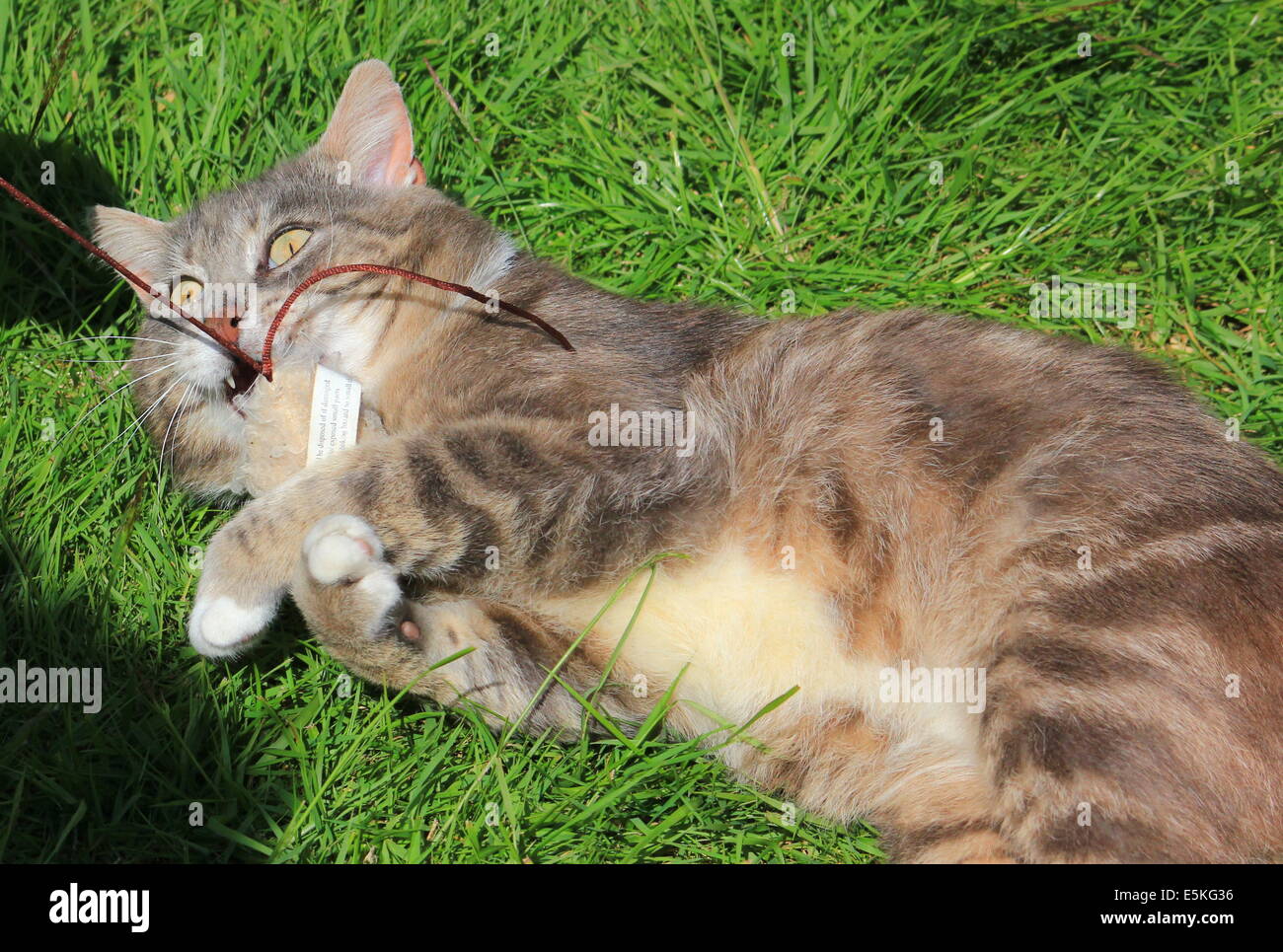 Excited cat hi-res stock photography and images - Alamy
