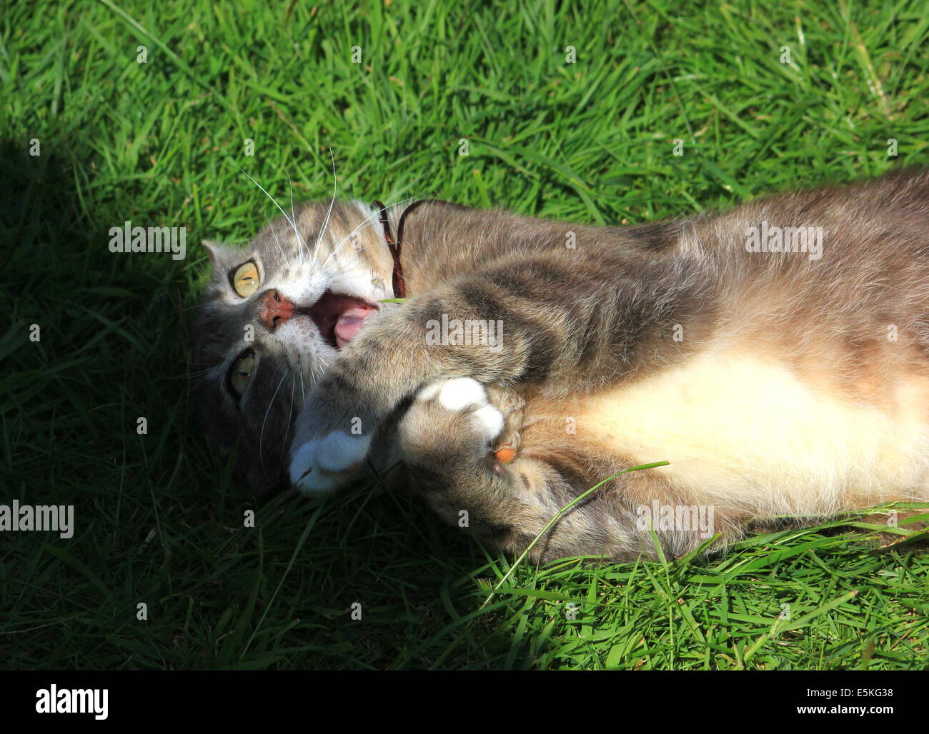 Excited cat hi-res stock photography and images - Alamy