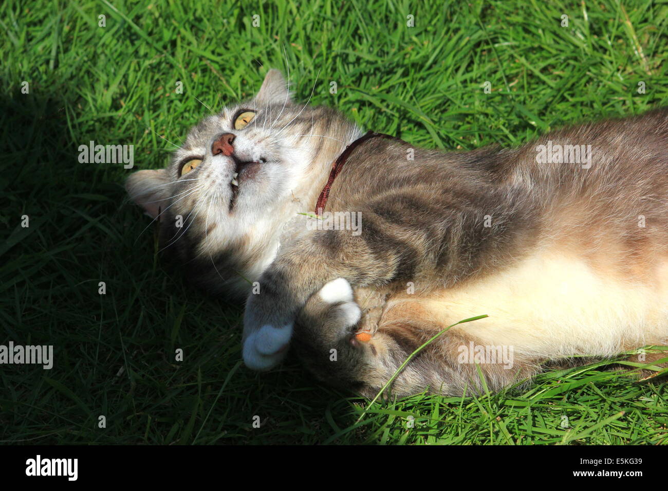 Excited cat hi-res stock photography and images - Alamy