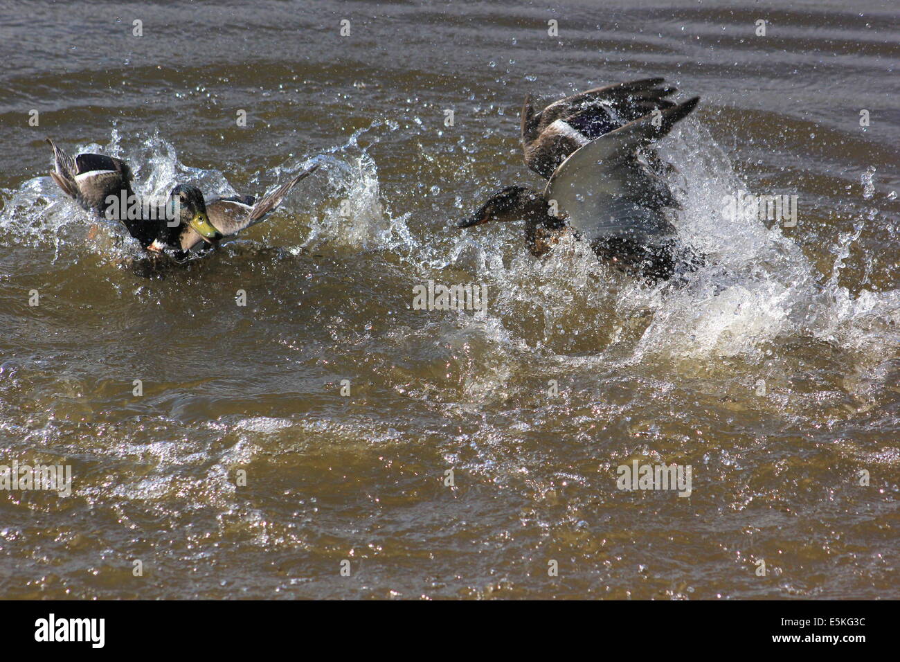 Mallards fighting hi-res stock photography and images - Alamy
