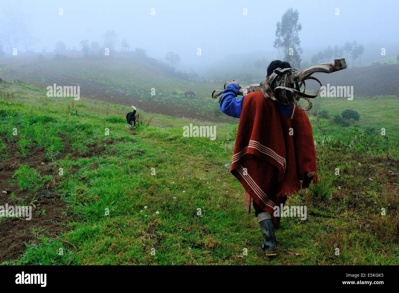 Traditional Yunta in Cruzpata - CHACHAPOYAS . Department of Amazonas ...