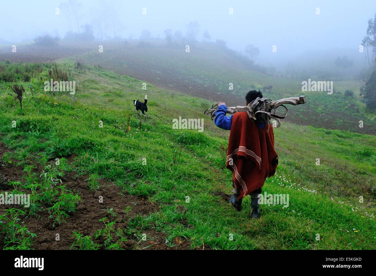 Traditional Yunta in Cruzpata - CHACHAPOYAS . Department of Amazonas ...
