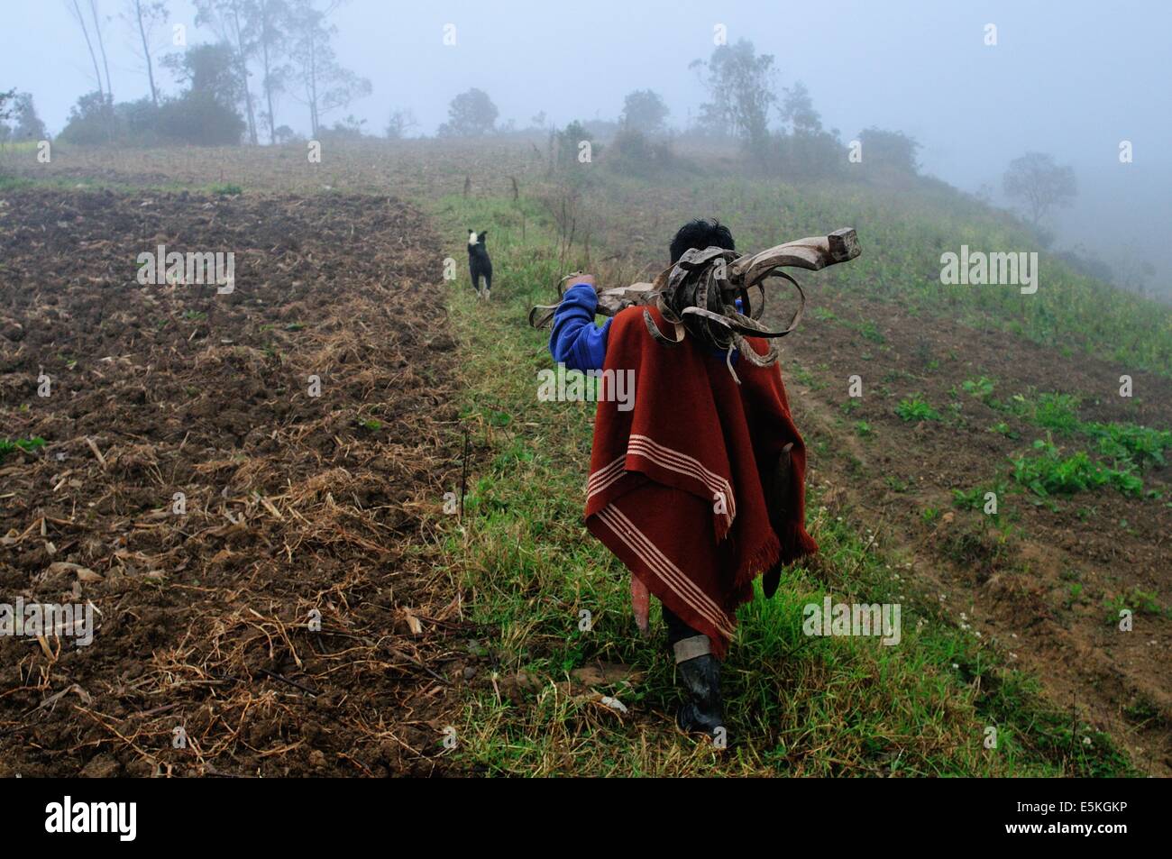 Traditional Yunta in Cruzpata - CHACHAPOYAS . Department of Amazonas ...