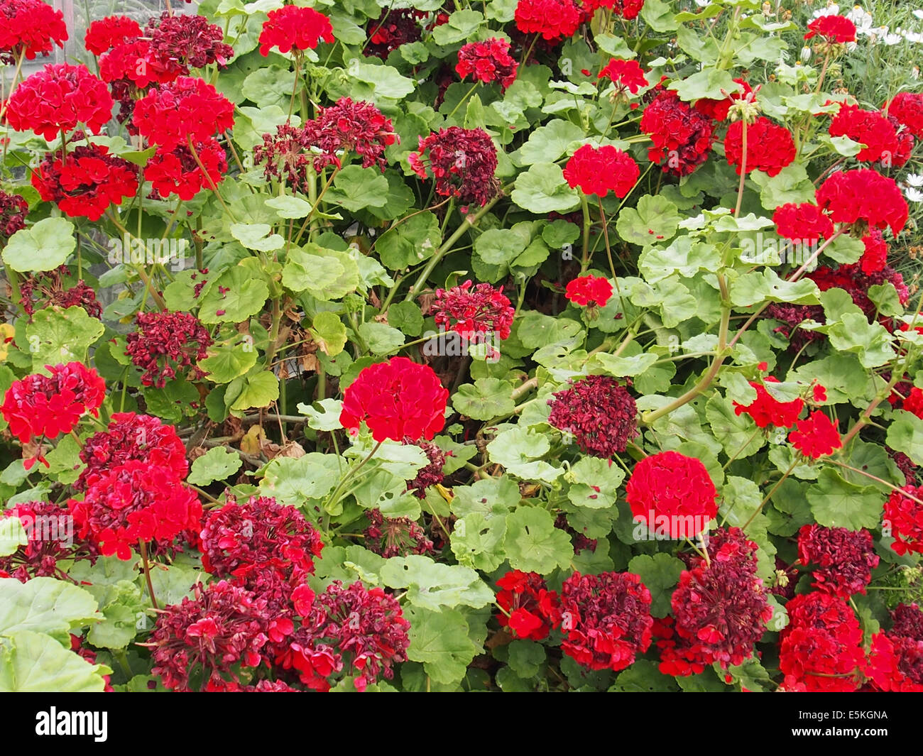 Geranium plant growing out hi-res stock photography and images - Alamy