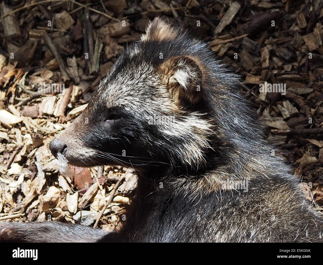 Picture raccoon dog hi-res stock photography and images - Alamy