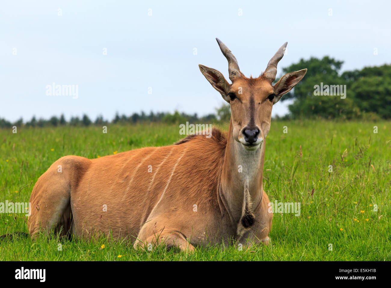 Eland family hi-res stock photography and images - Alamy