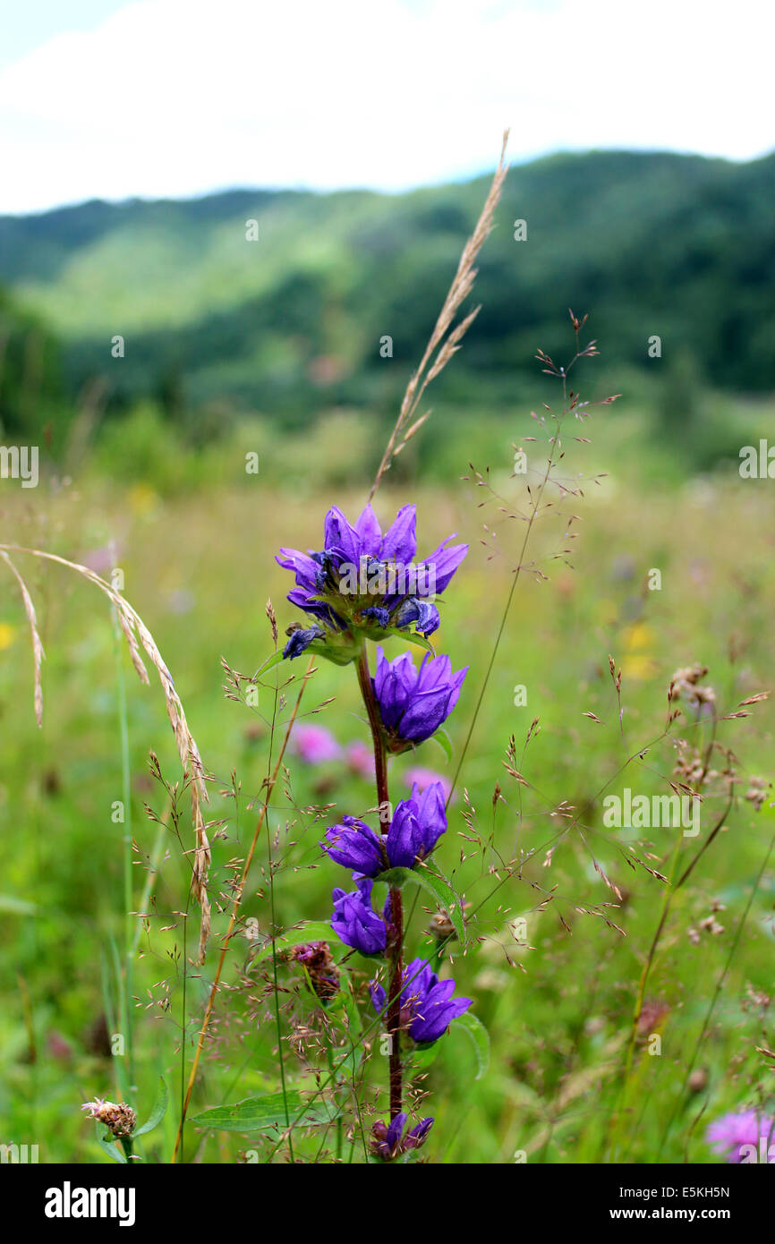 Beautiful pink meadow flowers hi-res stock photography and images - Alamy