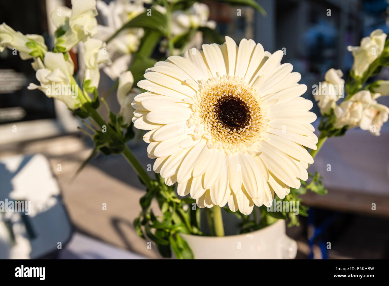 White daisy flower - gerbera Stock Photo - Alamy