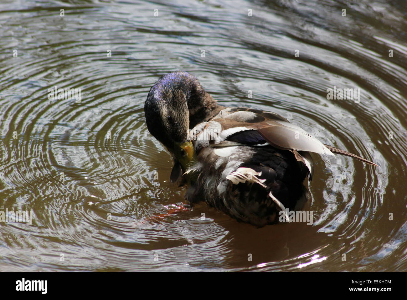 Female mallard anas platyrhynchos preening hi-res stock photography and ...