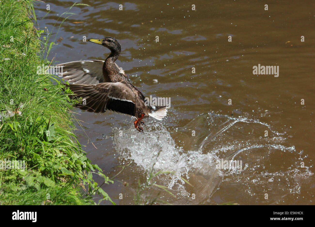 Mallard duck taking off from hi-res stock photography and images - Alamy