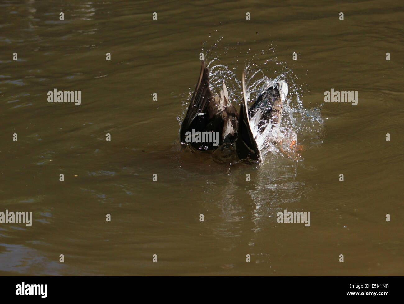Duck diving in canal hi-res stock photography and images - Alamy