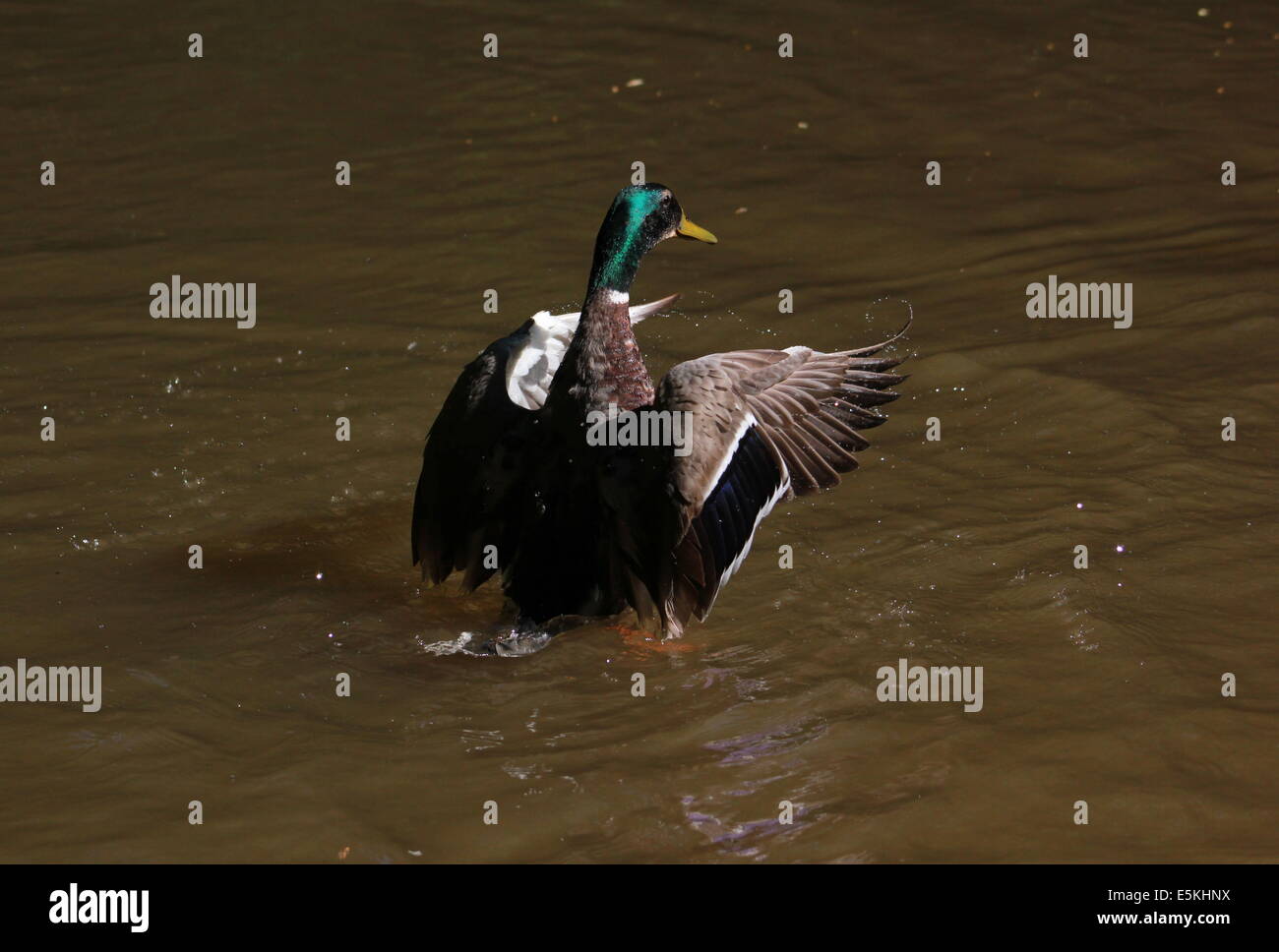 Flapping hi-res stock photography and images - Alamy